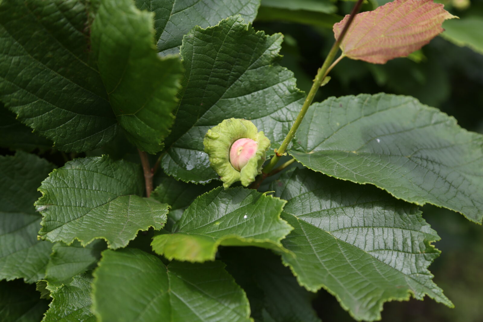 Sasala Newsletter – Sasala Production, Inc.